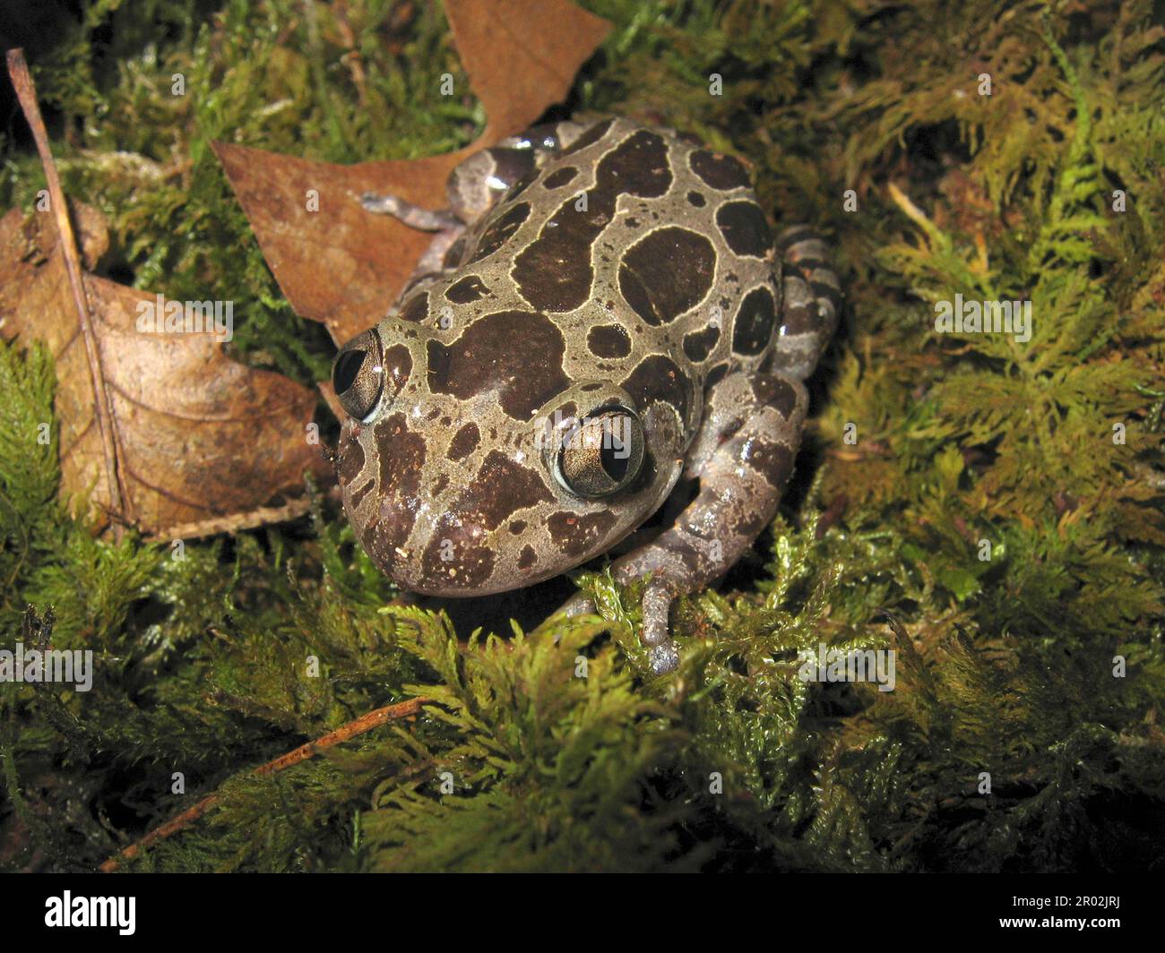 Spotted tree frog hi-res stock photography and images - Alamy