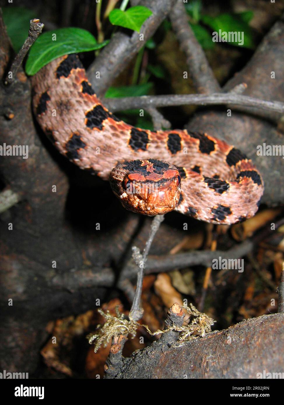Red pygmy rattlesnake Stock Photo - Alamy