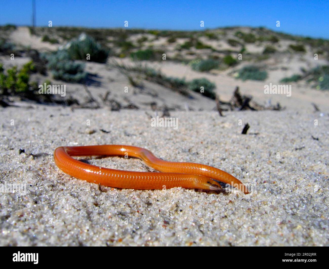 Namaqua Legless Skink Stock Photo - Alamy