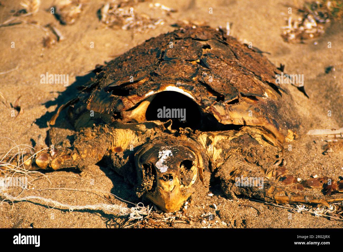 Dead loggerhead turtle Stock Photo - Alamy