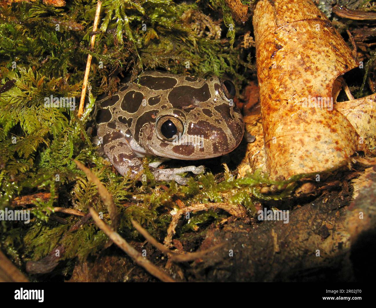 Spotted tree frog hi-res stock photography and images - Alamy