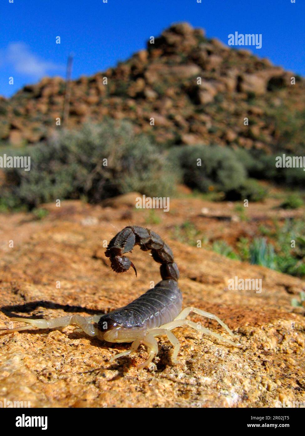 Thick tailed scorpion hi-res stock photography and images - Alamy