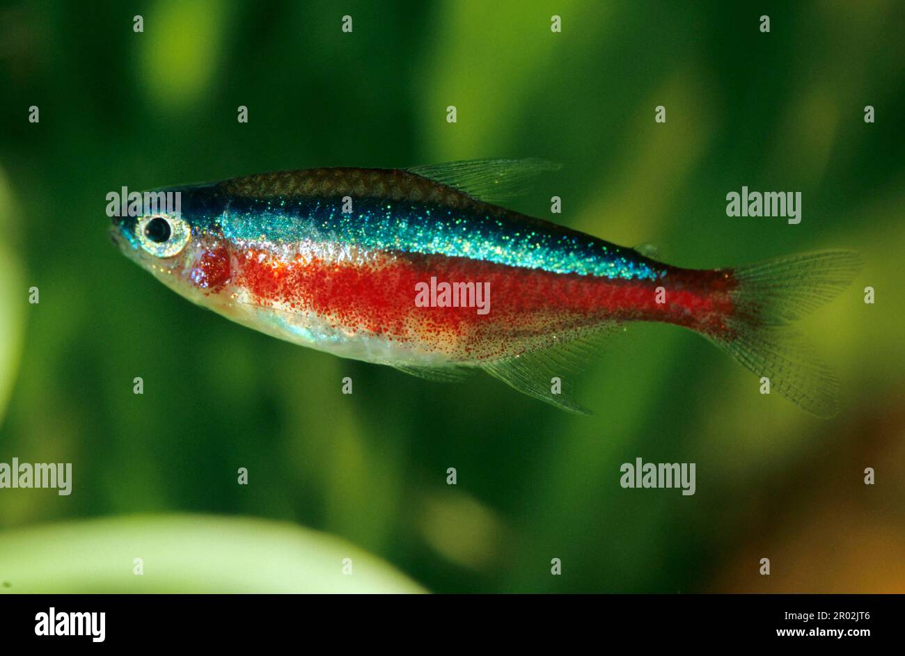 Tetra photography hi-res stock photography and images - Alamy
