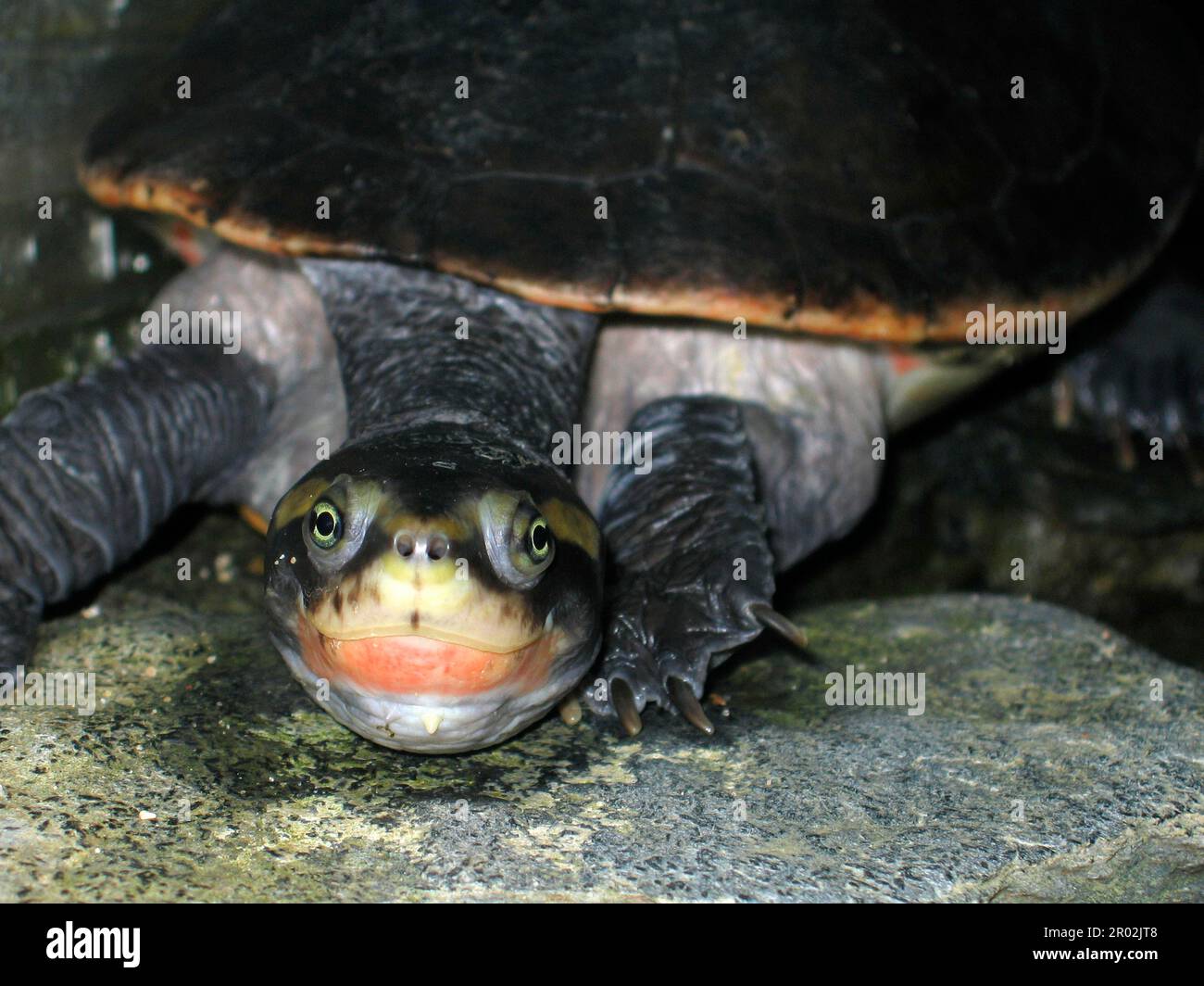 Pointed head hi-res stock photography and images - Alamy