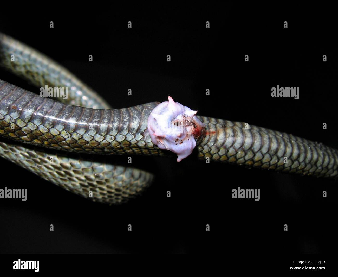 Japanese snake hi-res stock photography and images - Alamy