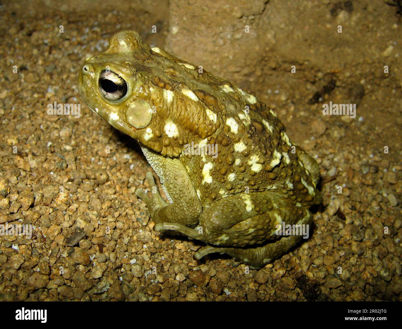 Toad predator hi-res stock photography and images - Alamy