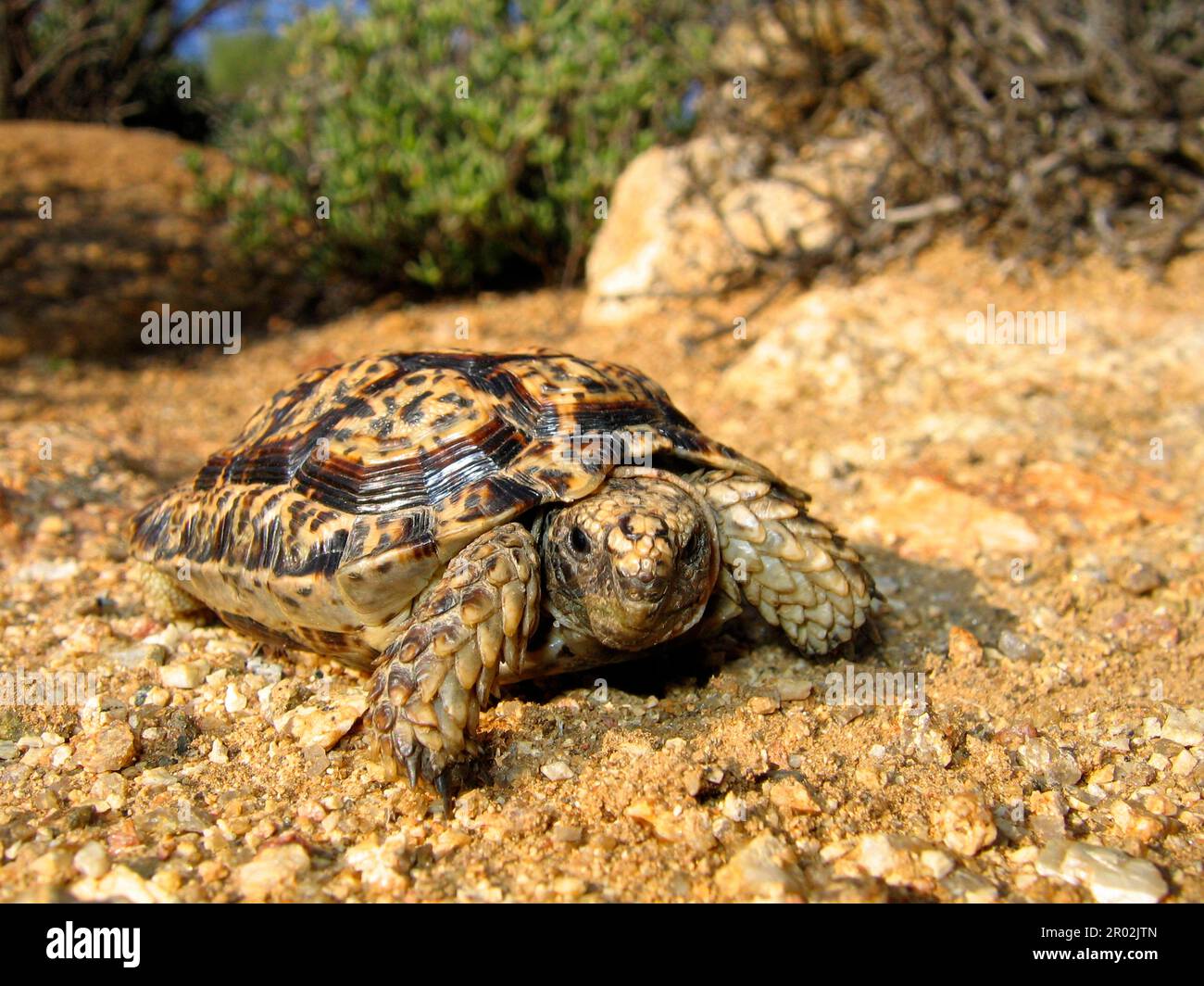 Flat turtle hi-res stock photography and images - Alamy