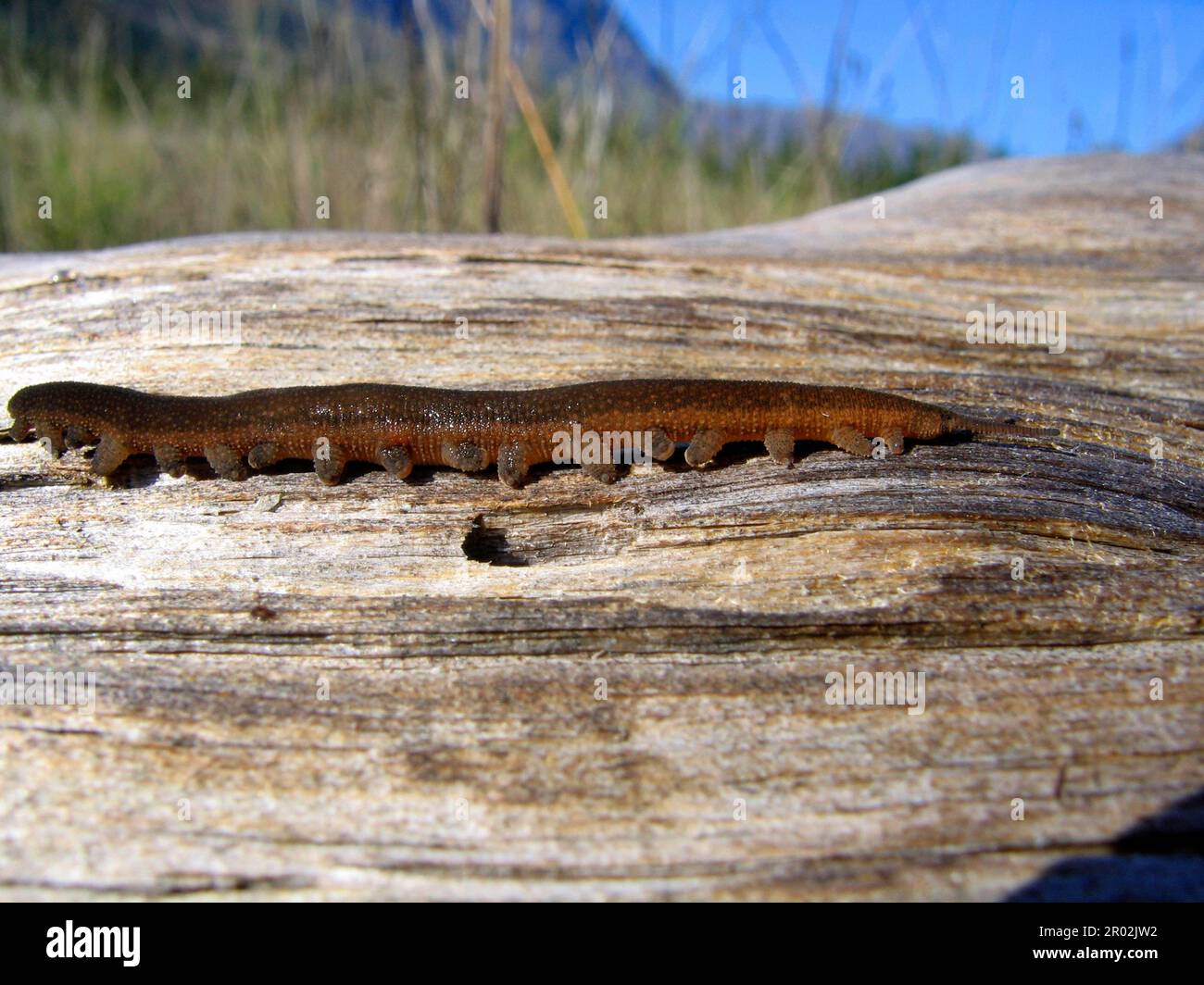 Stubby animal hi-res stock photography and images - Alamy
