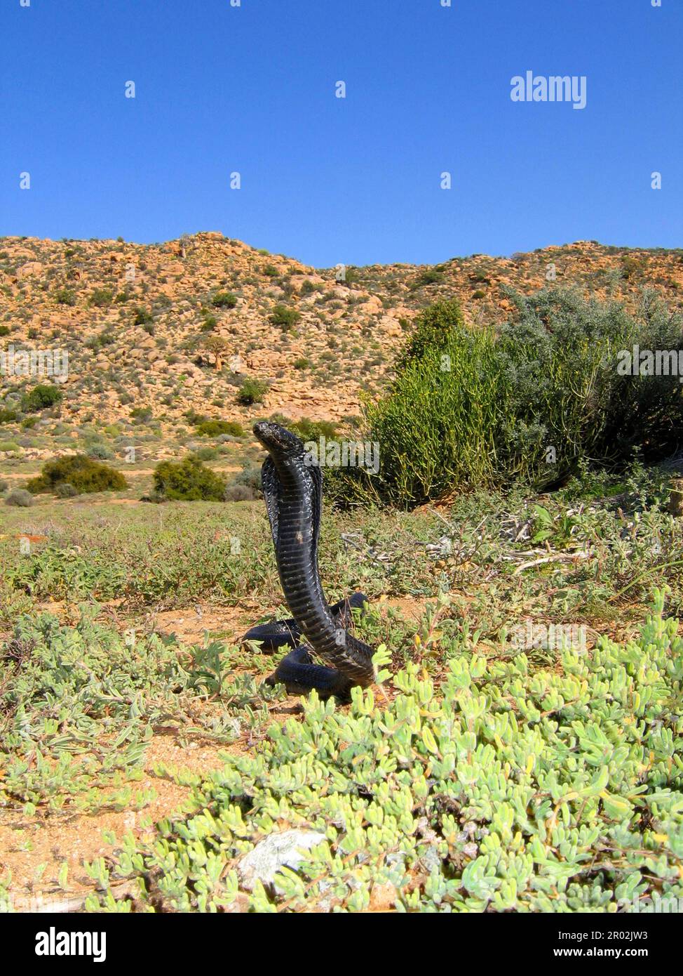 Black spitting cobra Stock Photo - Alamy