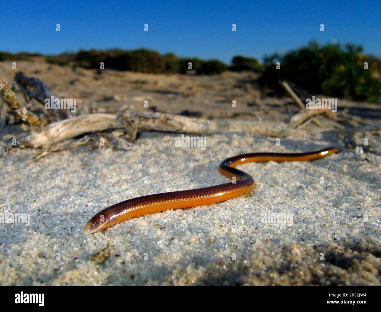 Namaqua Legless Skink Stock Photo - Alamy