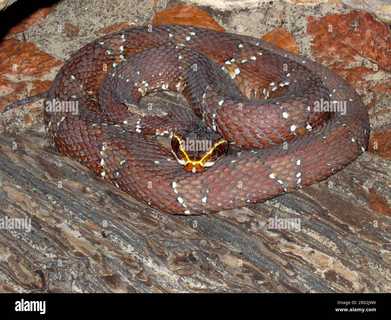 Mexican moccasin viper Stock Photo - Alamy