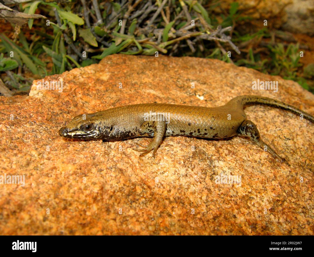 Western rock skink, male Stock Photo - Alamy