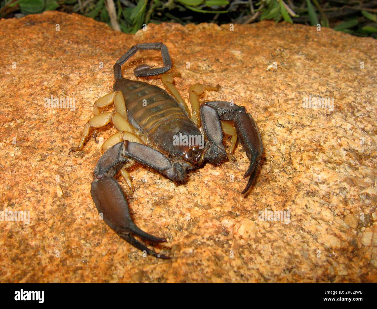 Scorpionidae hi-res stock photography and images - Alamy