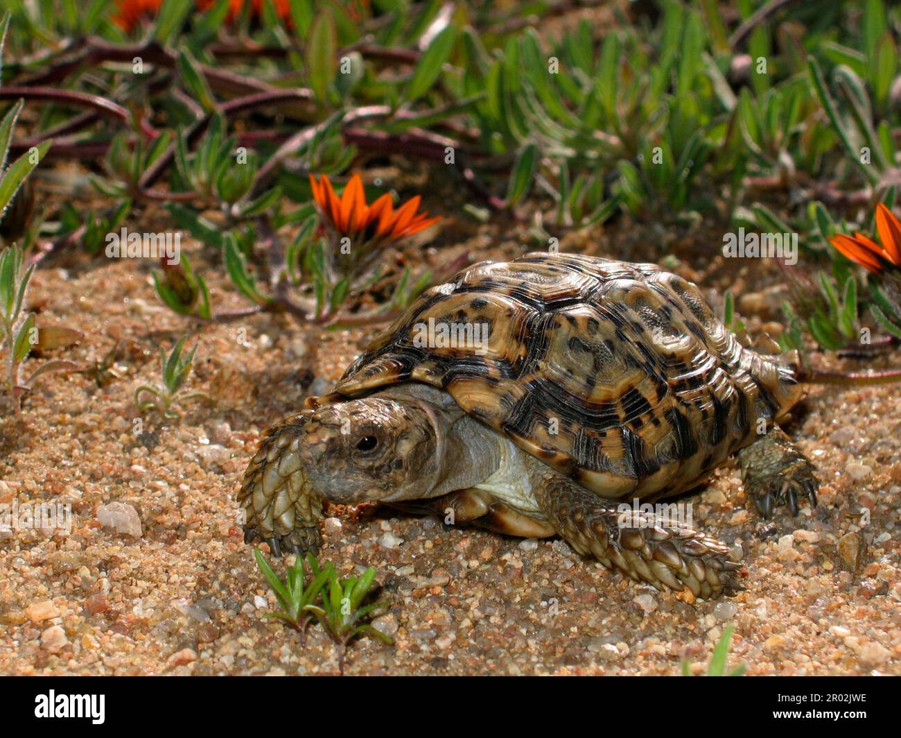 Flat turtle hi-res stock photography and images - Alamy