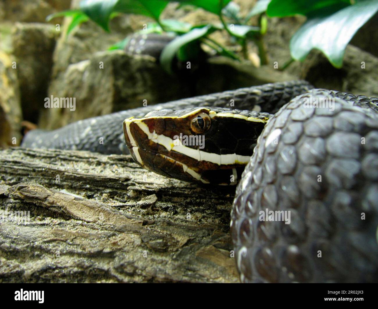 Mexican moccasin viper Stock Photo - Alamy