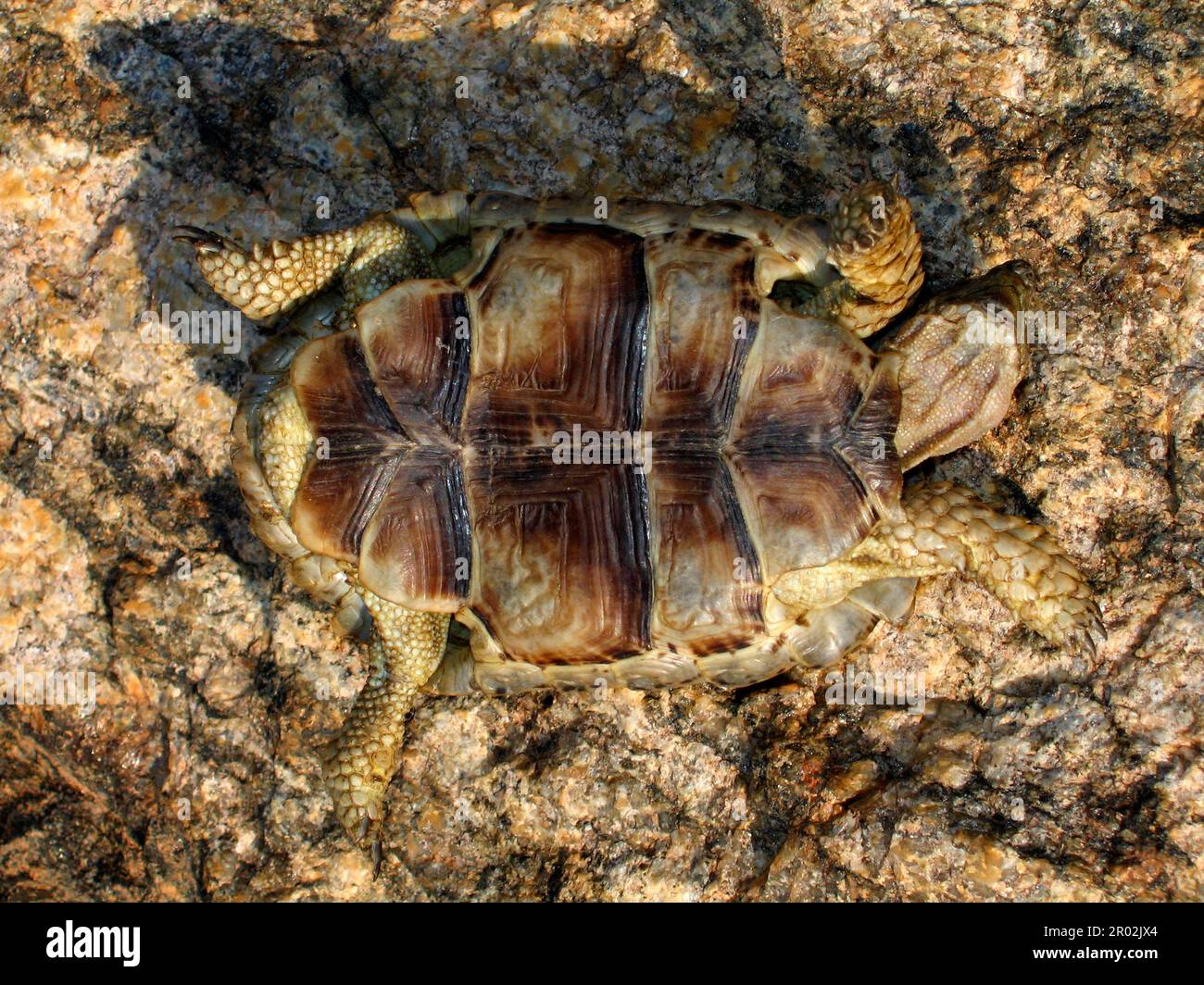 Flat underside hi-res stock photography and images - Alamy