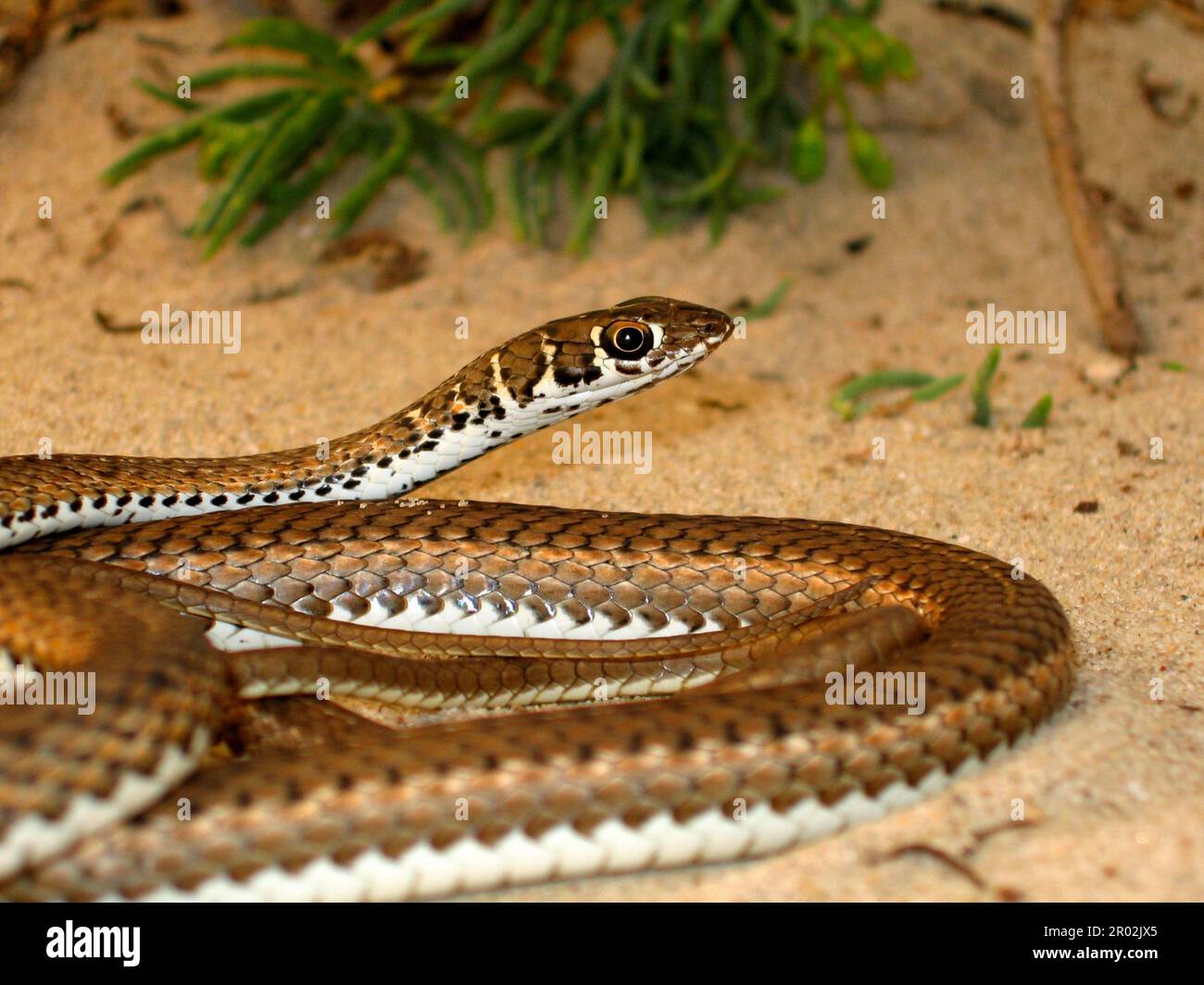 Namib Sand Snake Stock Photo - Alamy