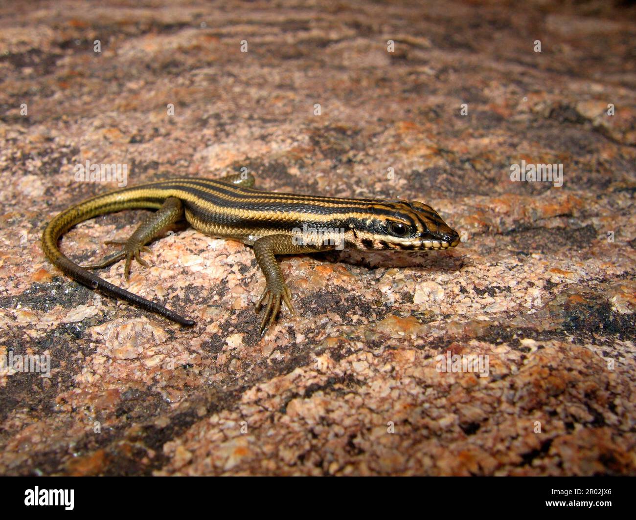 Female skink hi-res stock photography and images - Alamy