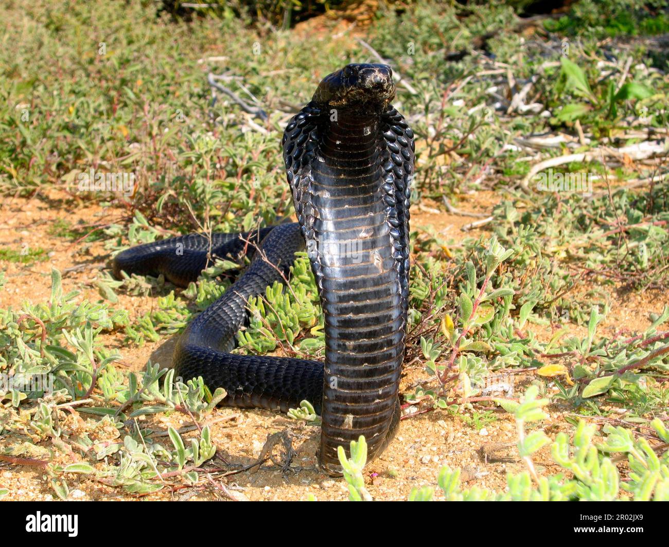 Black spitting cobra Stock Photo - Alamy