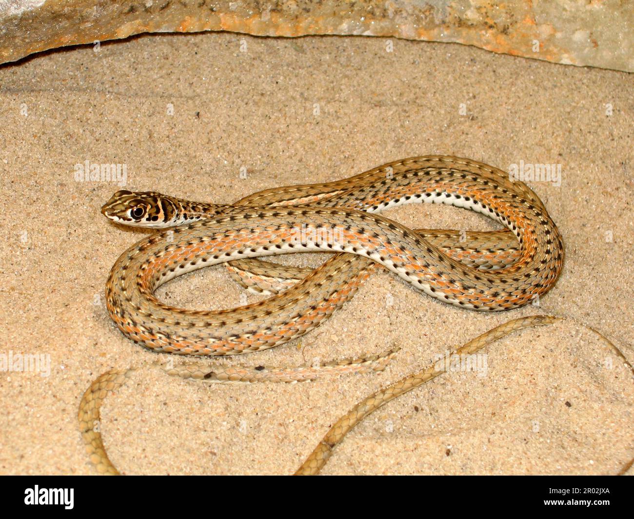 Namib Sand Snake Stock Photo - Alamy