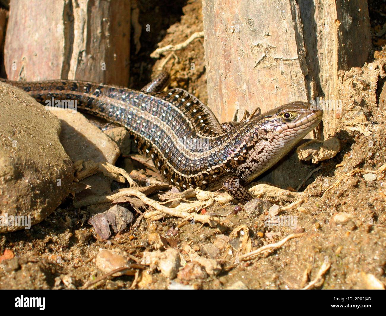 Trachylepis capensis hi-res stock photography and images - Alamy