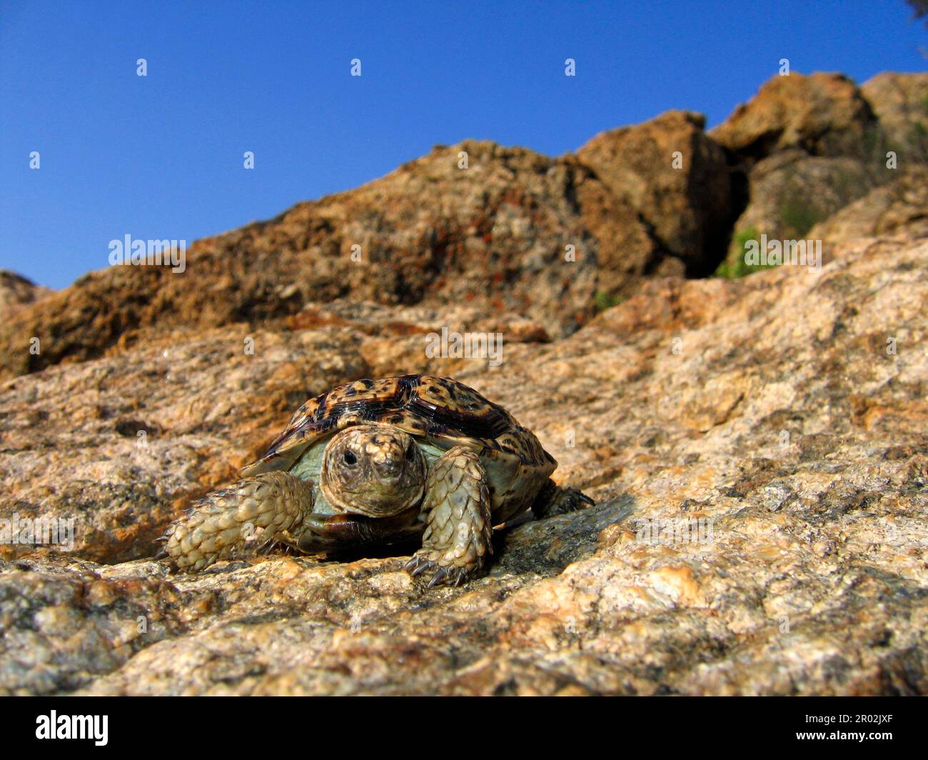 Sawed flat turtle Stock Photo - Alamy