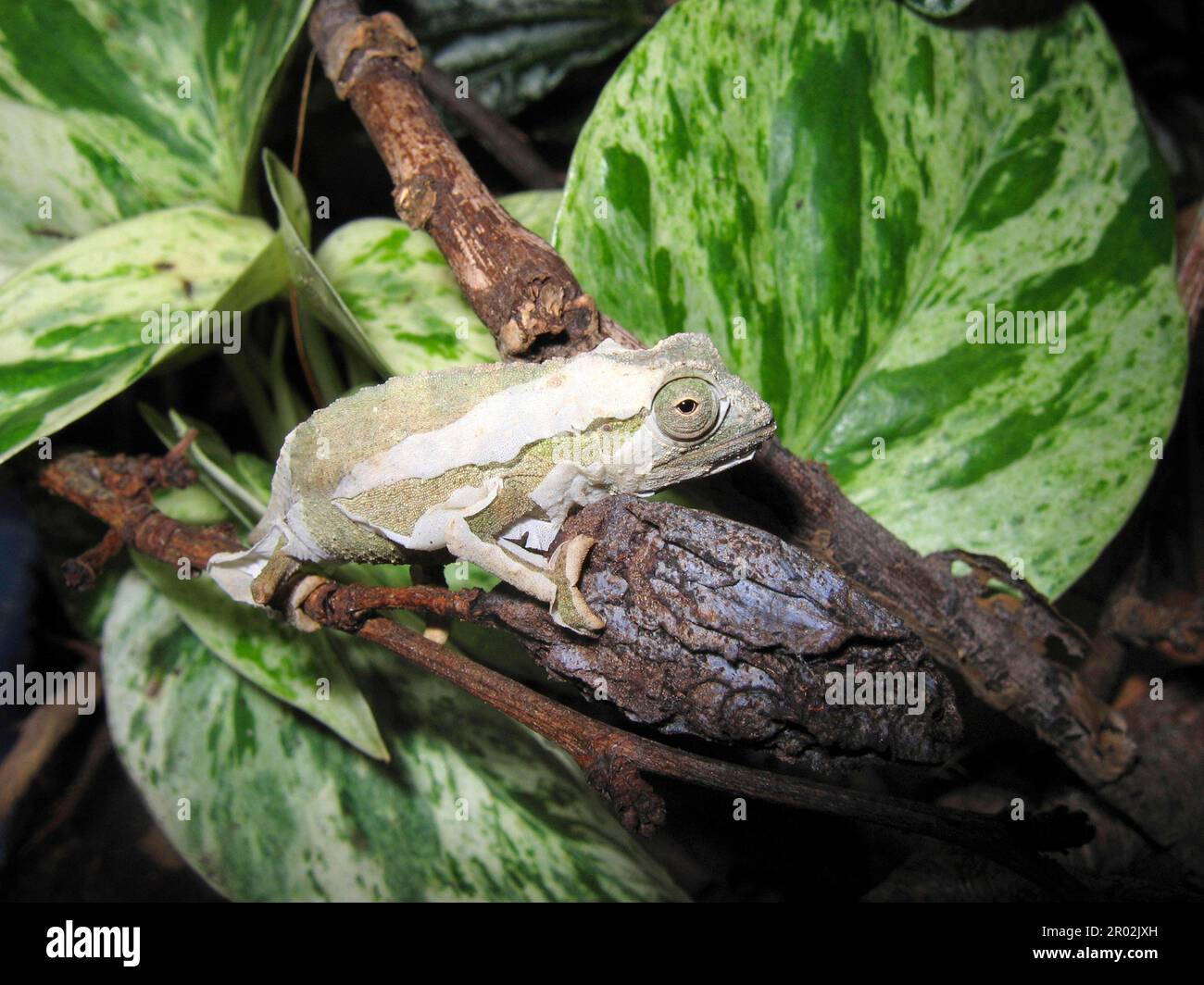 Leaf chameleons hi-res stock photography and images - Alamy