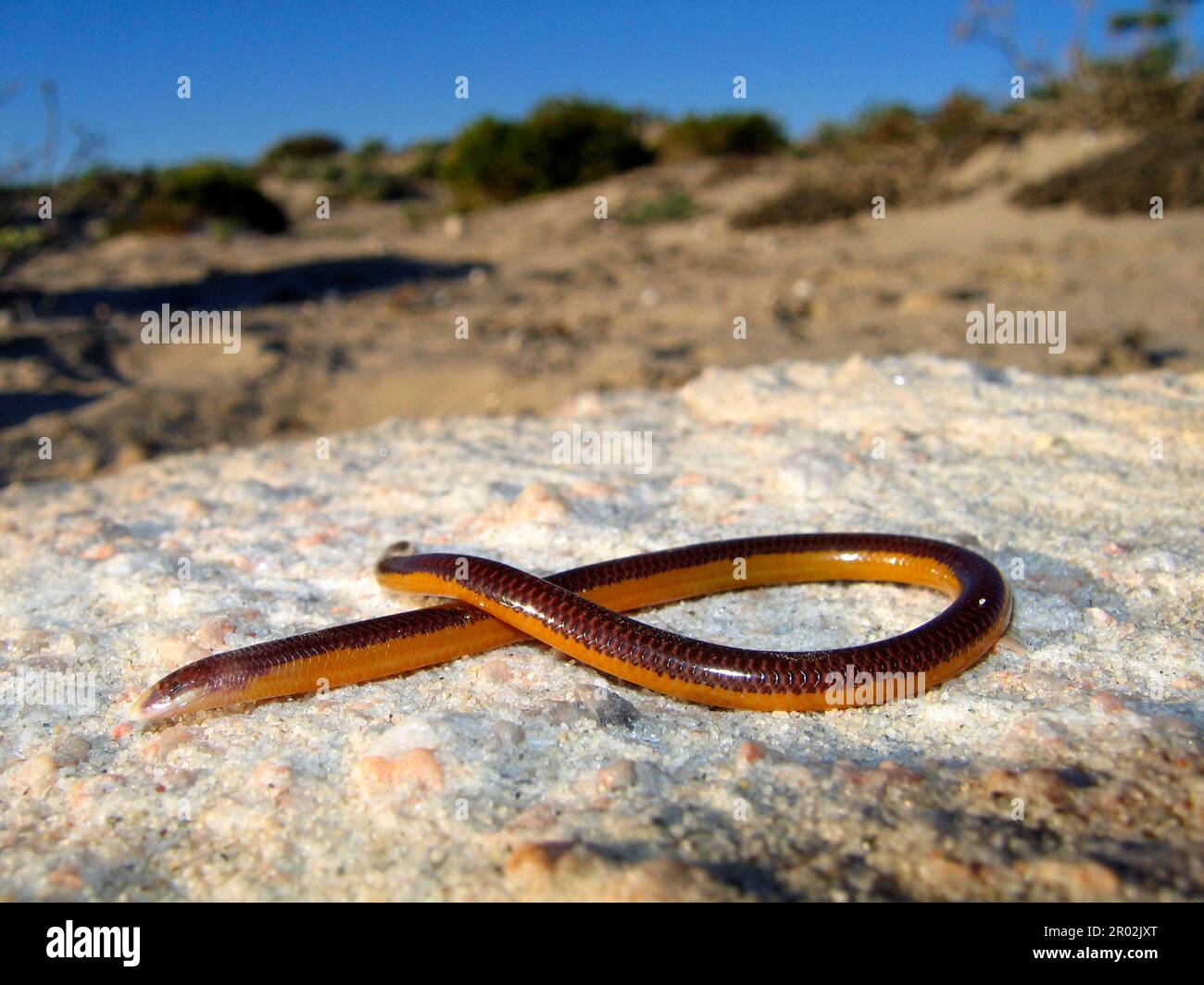 Legless skink hi-res stock photography and images - Alamy