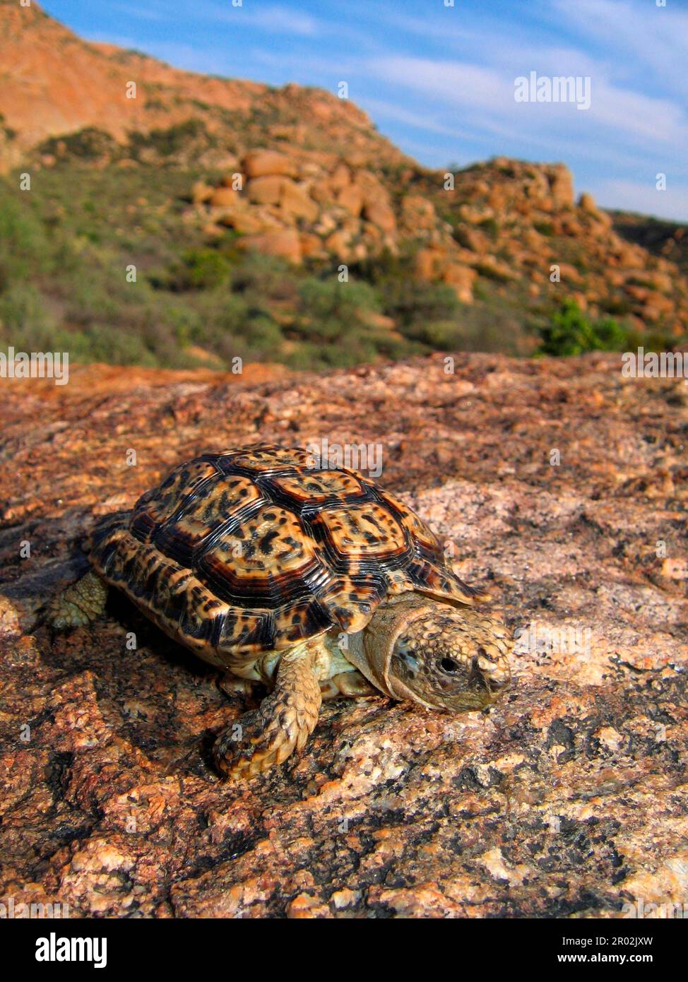 Flat turtle hi-res stock photography and images - Alamy