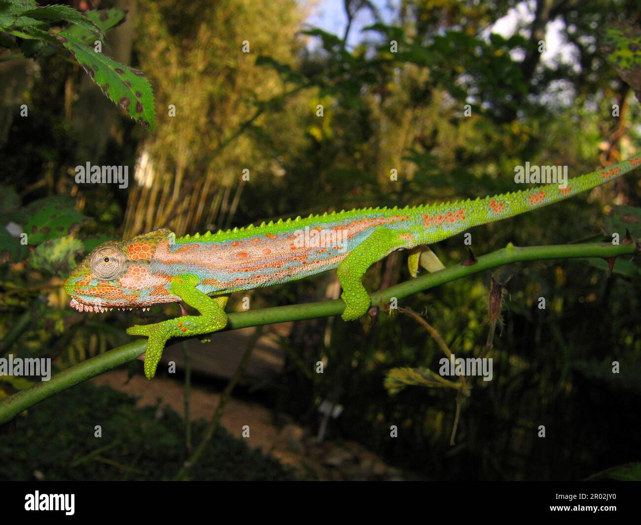 Cape Dwarf Chameleon Stock Photo - Alamy