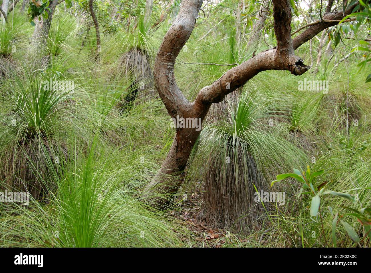Grass tree hi-res stock photography and images - Alamy