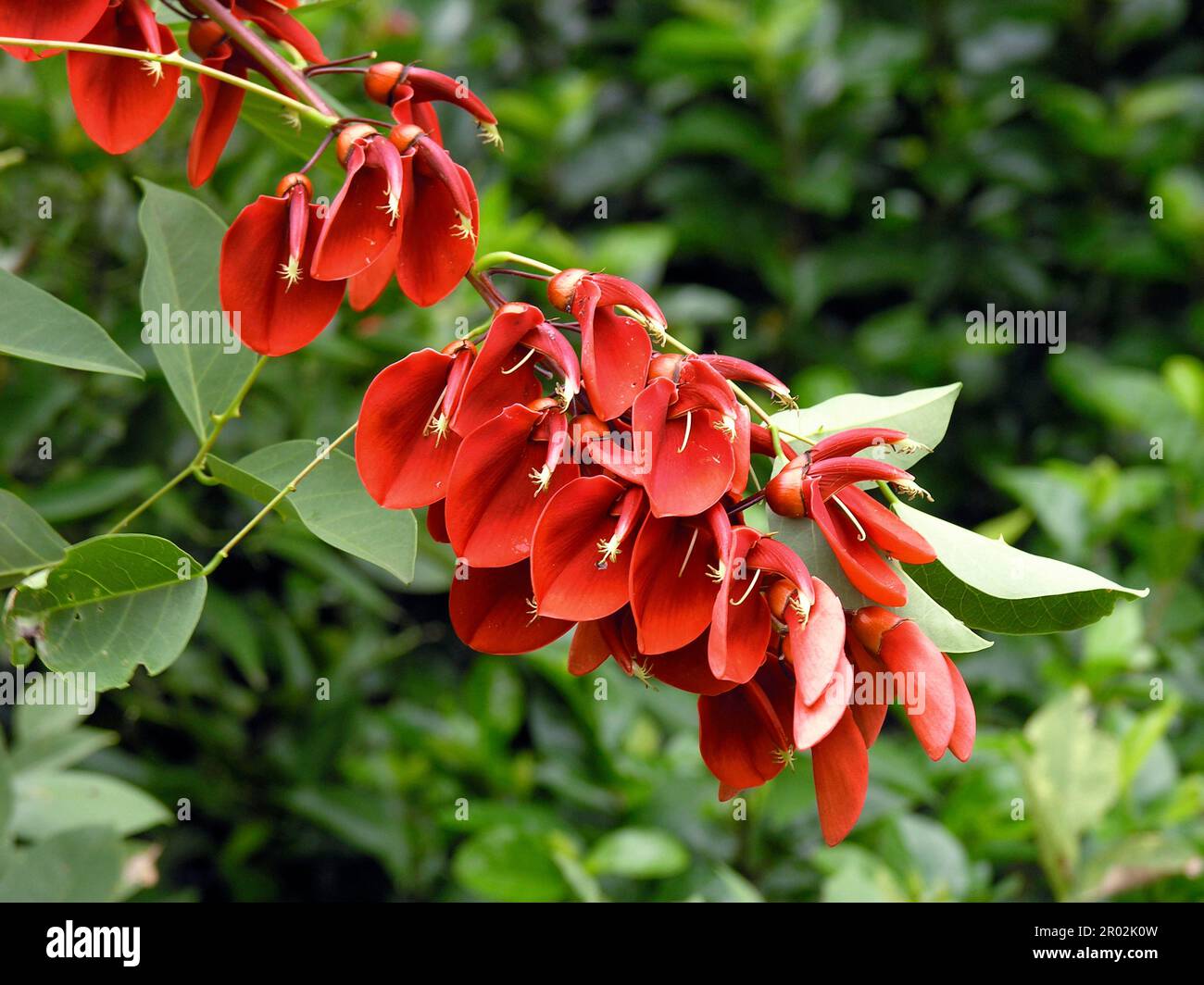 Coral bush hi-res stock photography and images - Alamy