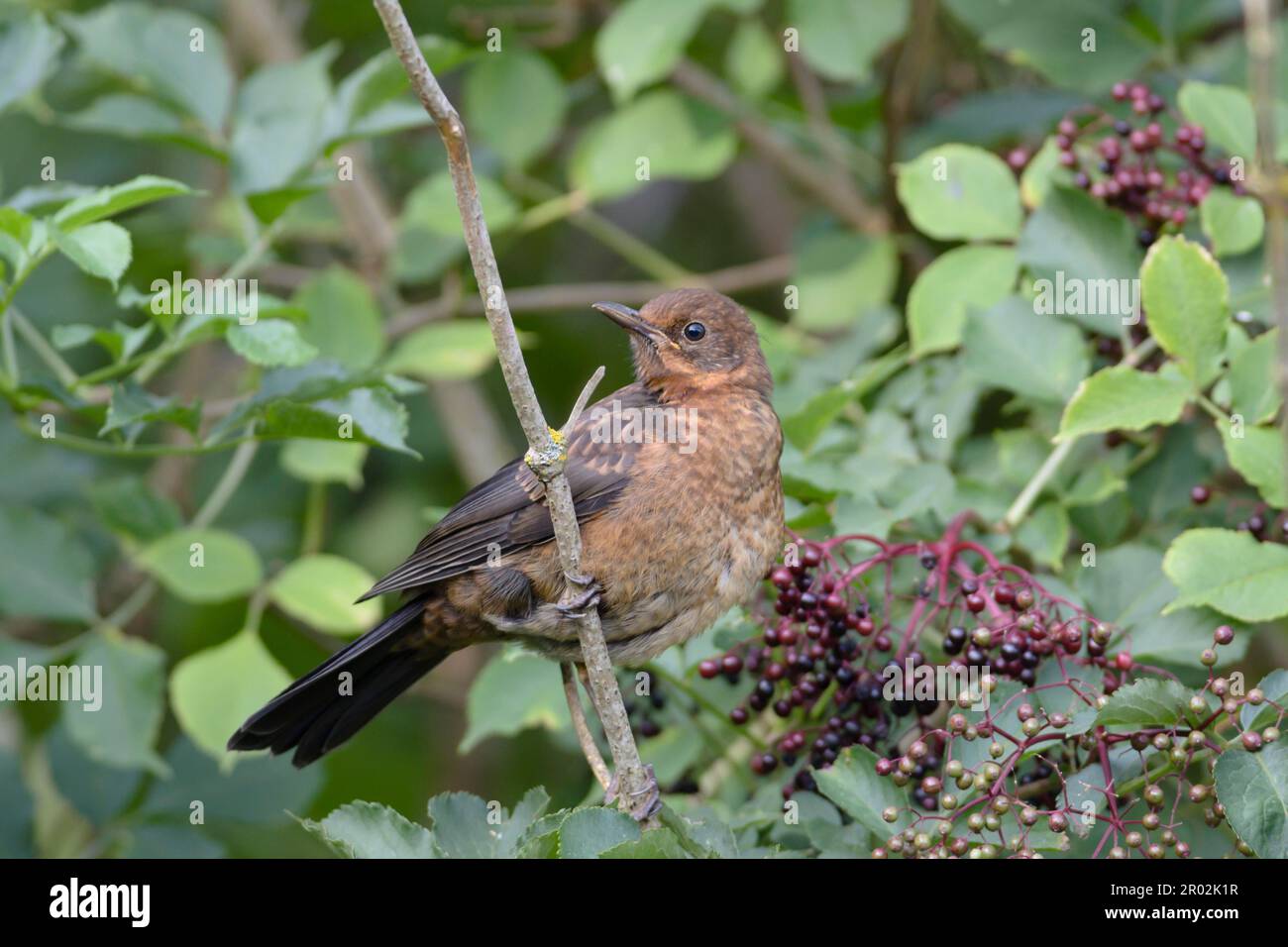 Blackbird (Turdus merula), Young bird in Elder (Sambucus nigra) Lower ...