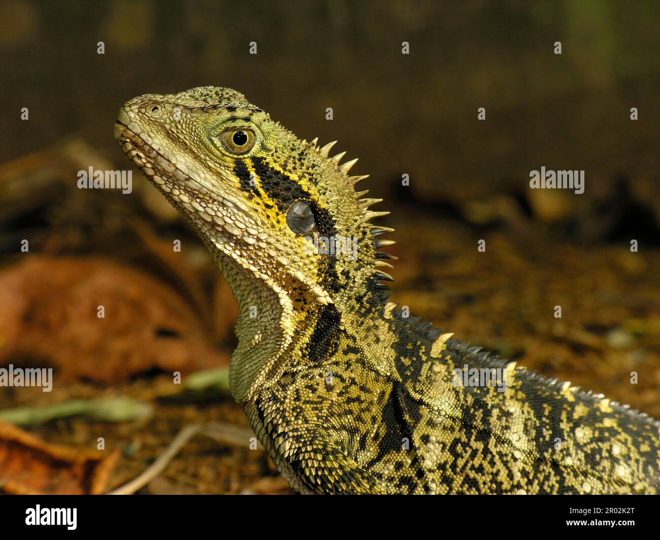 Australian water dragon Stock Photo - Alamy