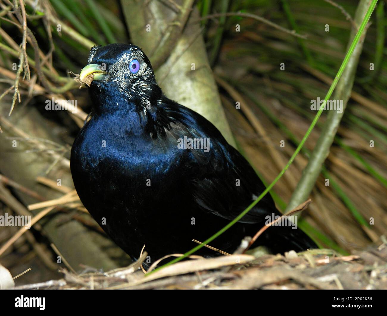 Silk Bowerbird, male Stock Photo - Alamy