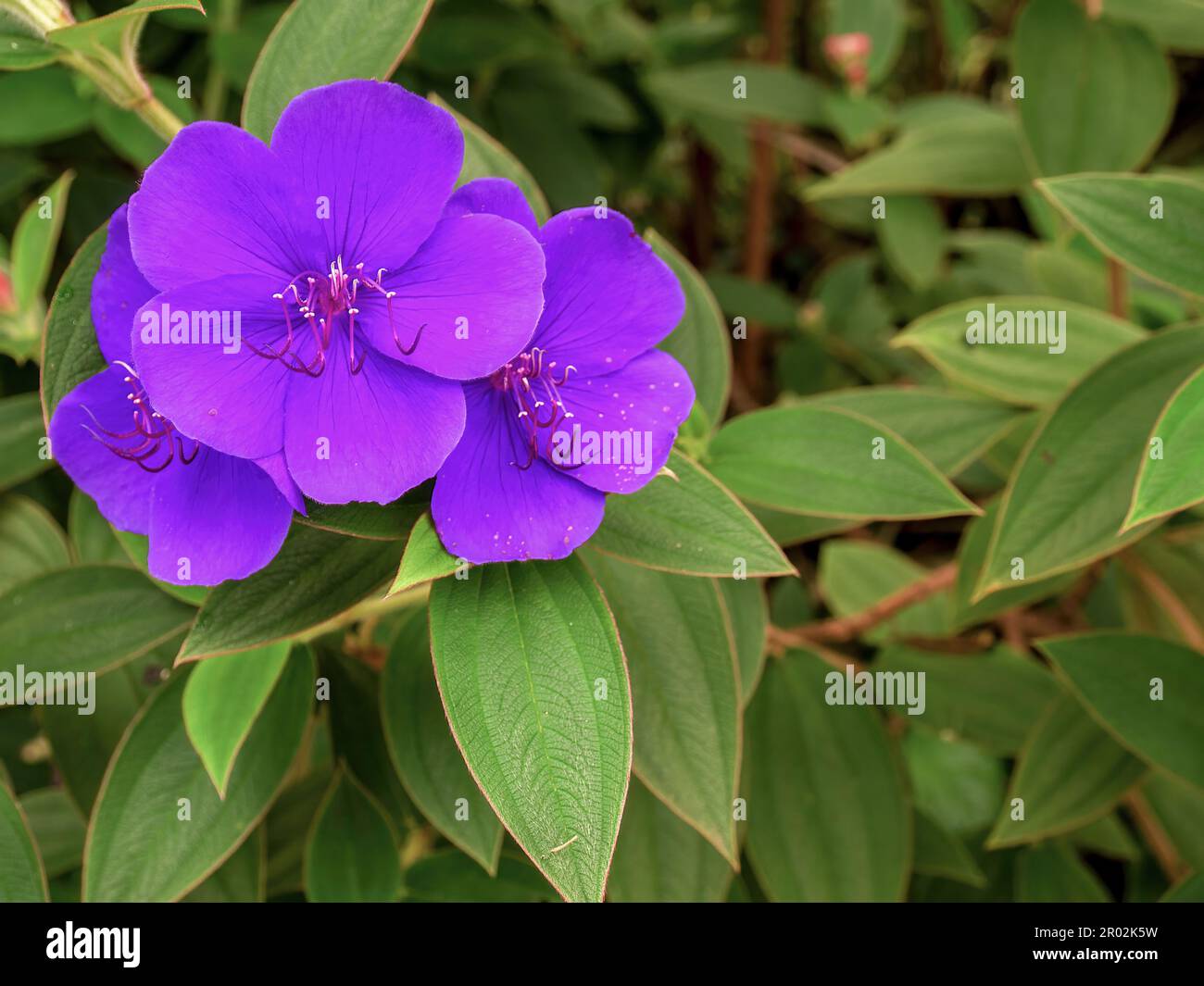 Three purple Andean princess flowers, captured at a farm in the central ...