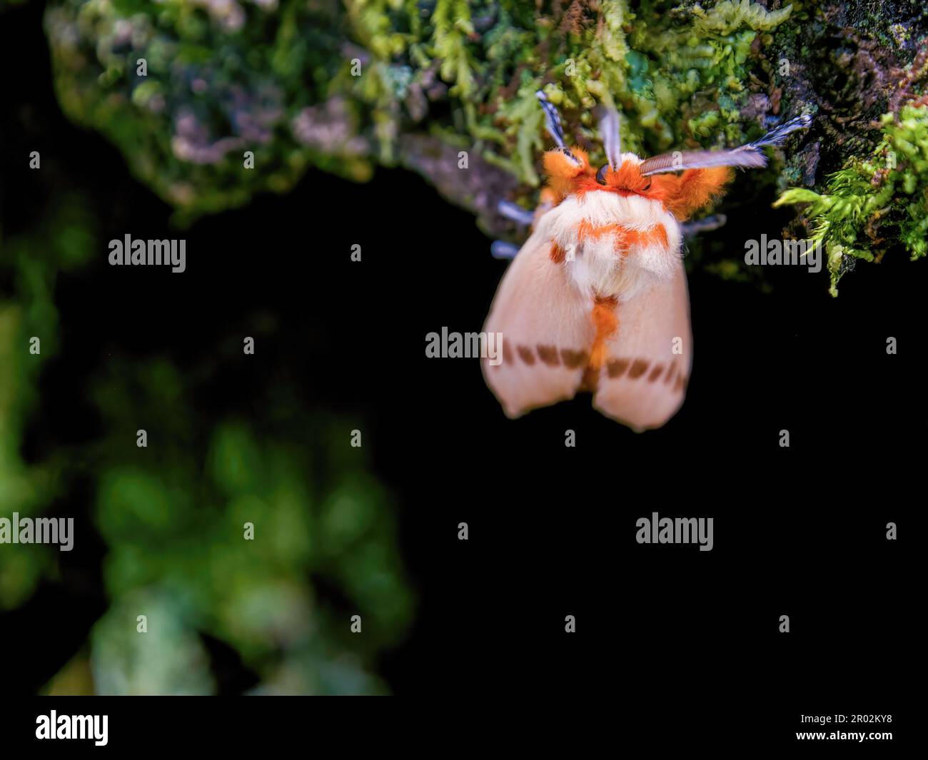Macro photography of an orange moth just after ending methamorphosis ...