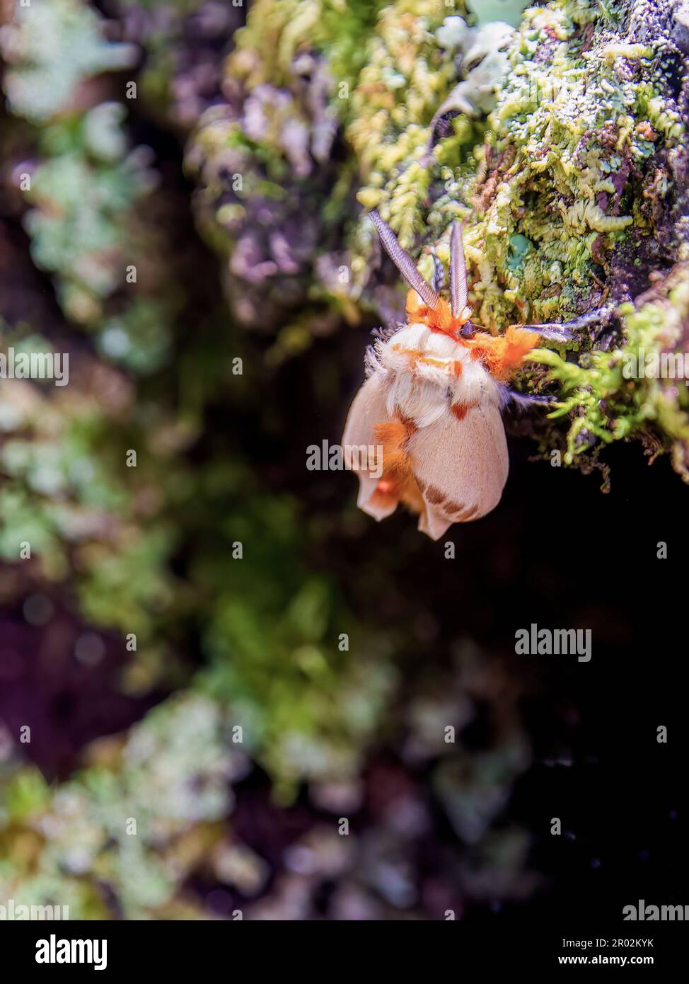 Macro photography of an orange moth just after ending methamorphosis ...