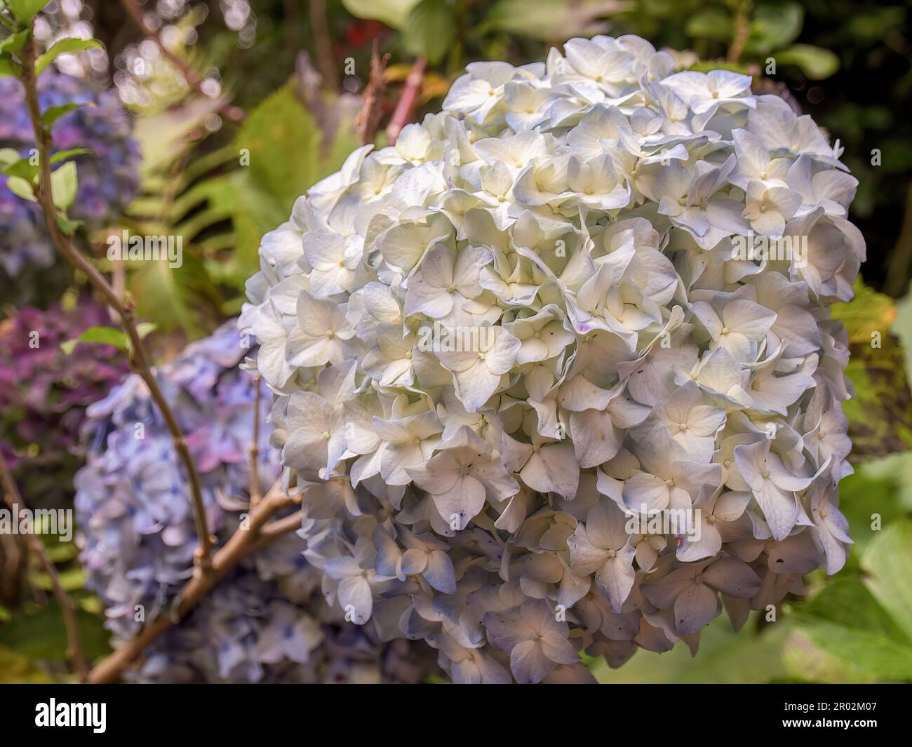 Macro photography of a beautiful bouquet of white and violet hydrangea ...