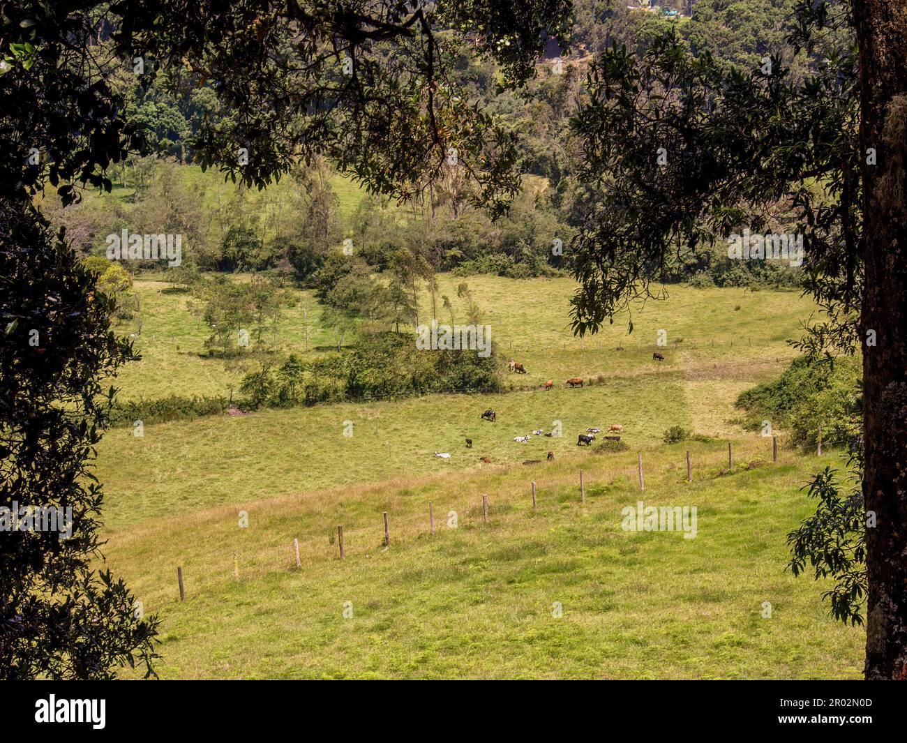 Some cows grazing on a field near the town of Arcabuco, in the central ...