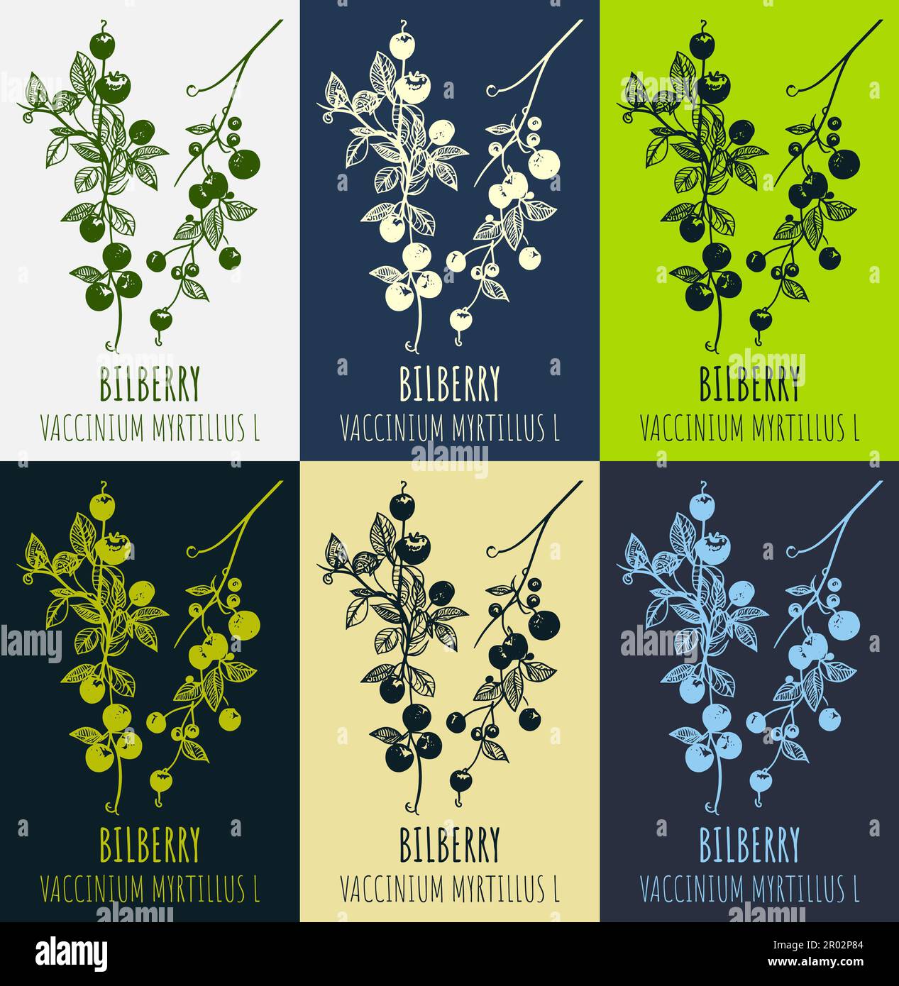 European blueberry bush or VACCINIUM MYRTILLUS L with ripe berries in ...