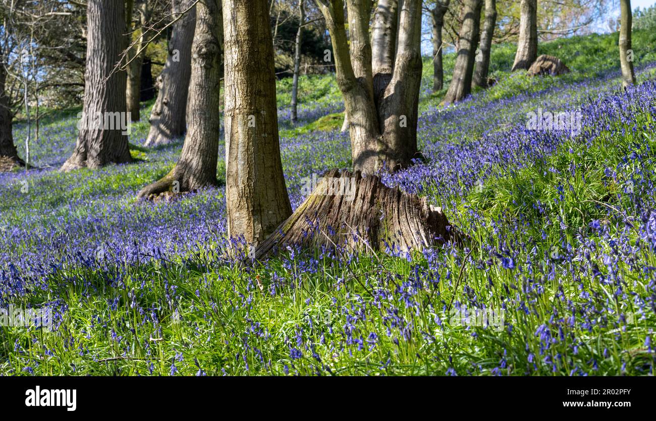 Emmitts garden hi-res stock photography and images - Alamy