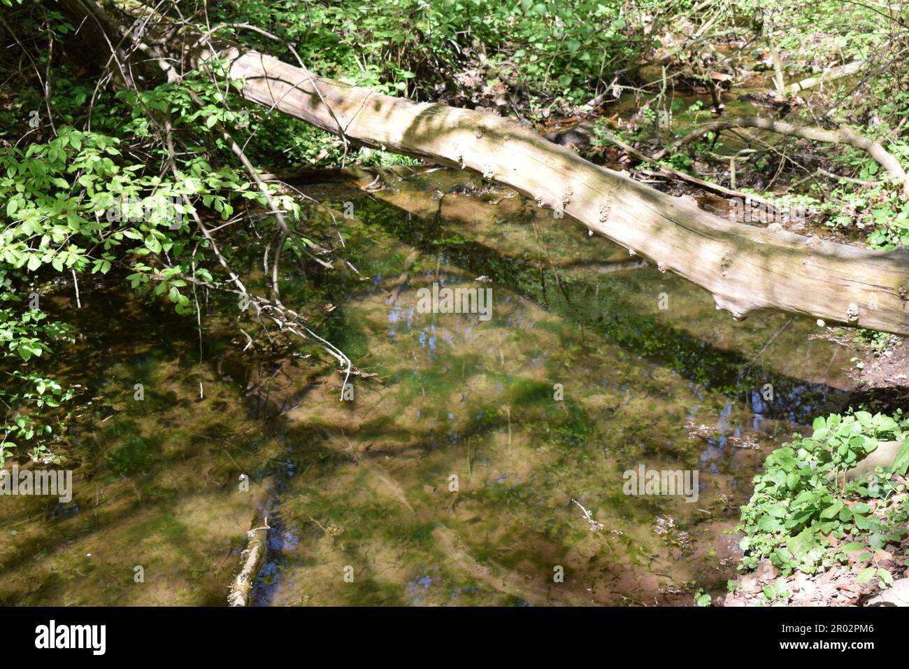 Fallen Tree across a Tiny River Stock Photo - Alamy