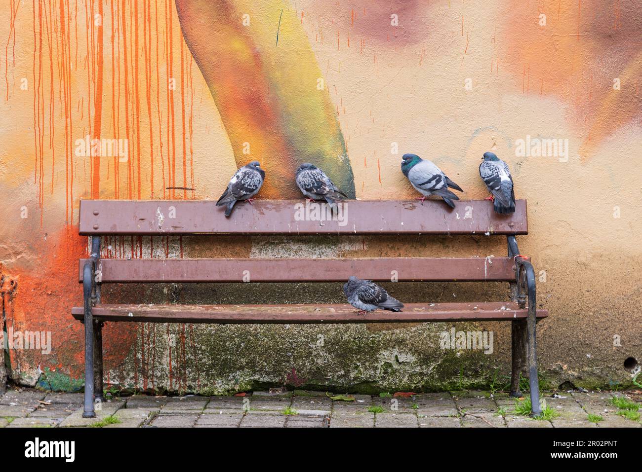 Cork, Ireland - April 16, 2023: Pigeons in Bishop Lucey Park in Cork in ...