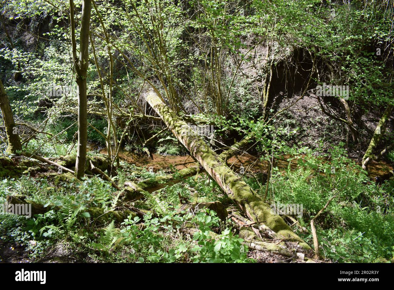 Fallen Tree across a Tiny River Stock Photo - Alamy