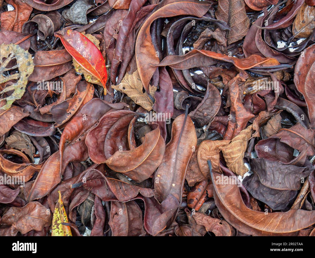 Top view photography of a variety of dried leaves, captured in a farm ...