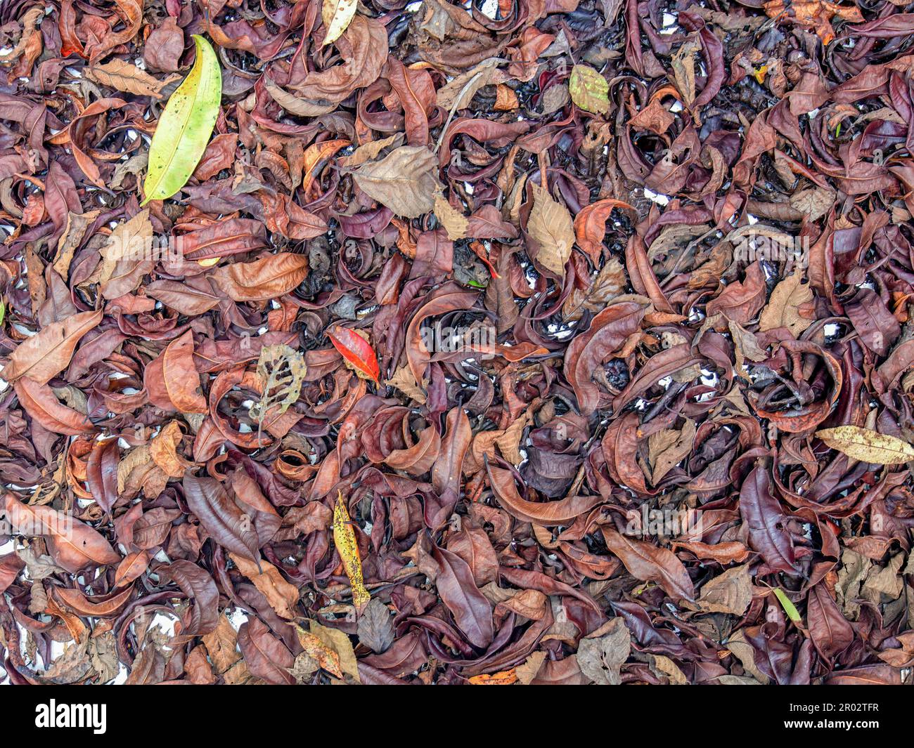 Top view photography of a variety of dried leaves, captured in a farm ...