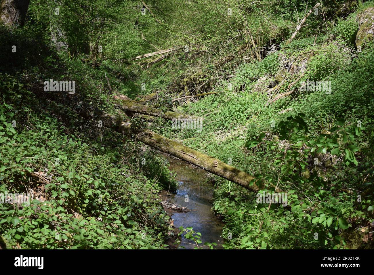 Fallen Tree across a Tiny River Stock Photo - Alamy