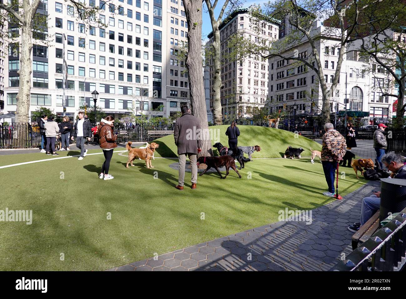 Dogs playing together in the dog park at Madison Square Park Stock Photo - Alamy