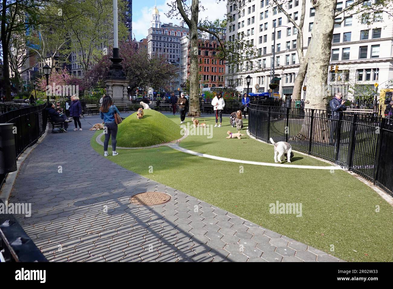 Dogs playing together in the dog park at Madison Square Park Stock ...